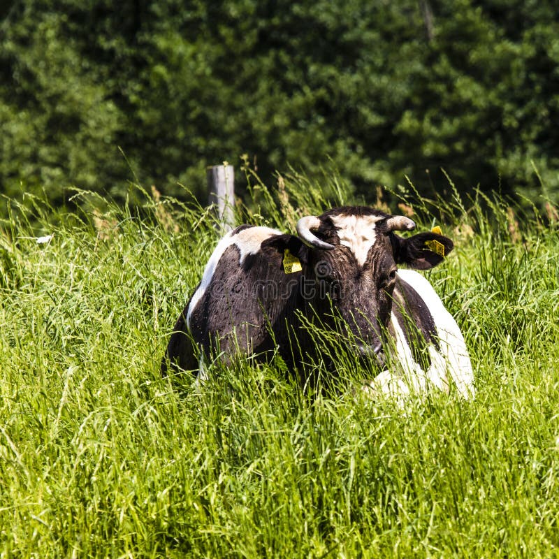 Cow on a Pasture, on a Green Grass Stock Image - Image of cattle, beast ...