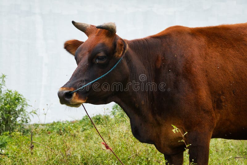 Cow in the Pasture stock photo. Image of healthy, environment - 151129330