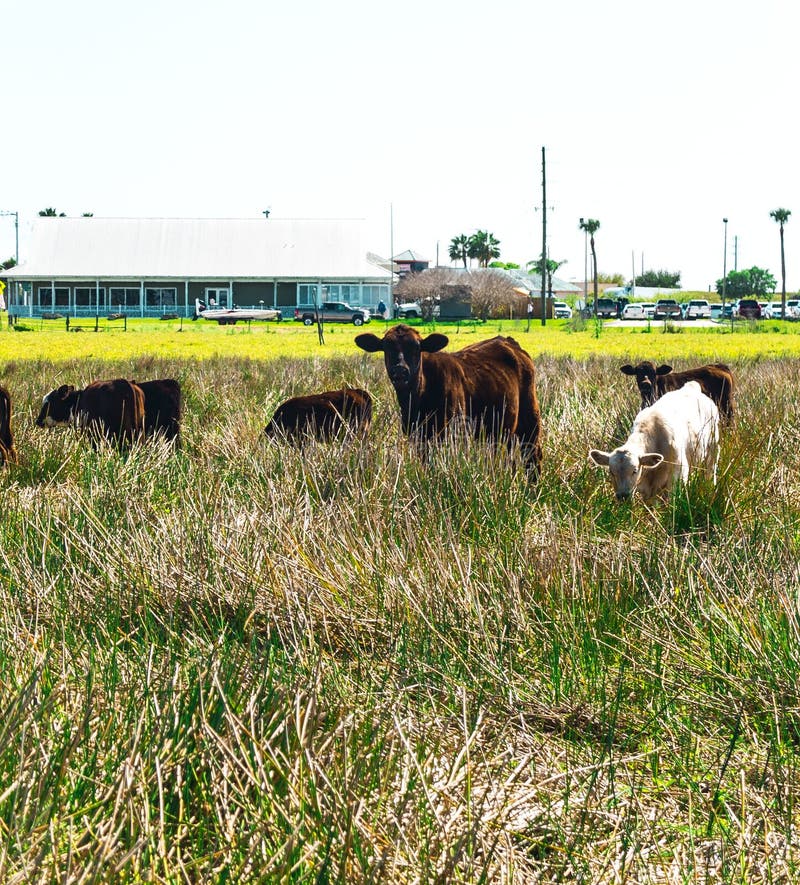 Cow Pasture with Many Cows in the Distance Stock Photo - Image of herd ...
