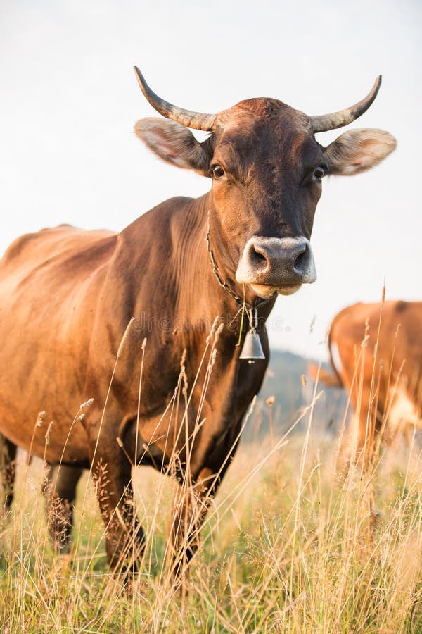 Cow in a Pasture in the Mountains Just before Sunset Stock Photo ...