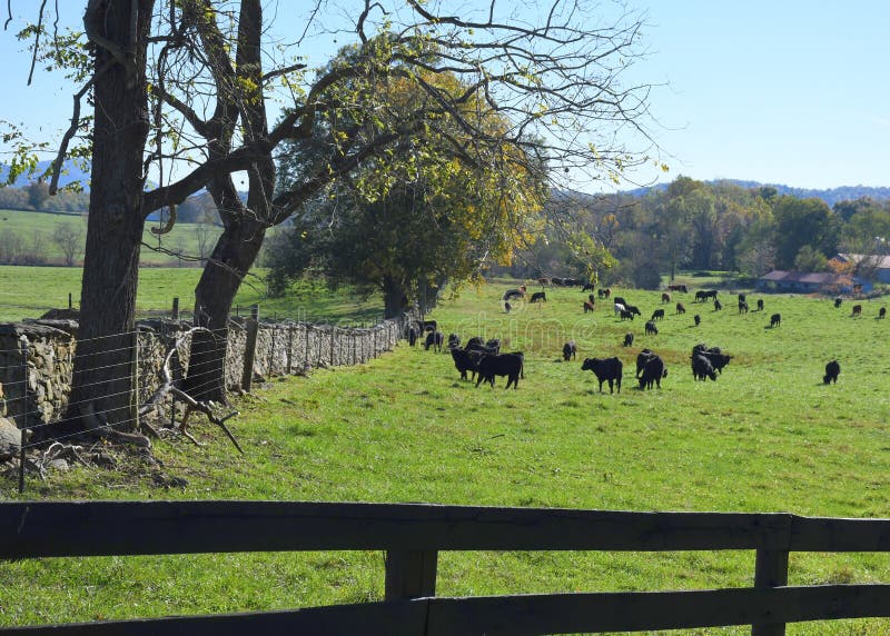 A Cow Pasture in Northern Virginia Stock Photo - Image of country ...