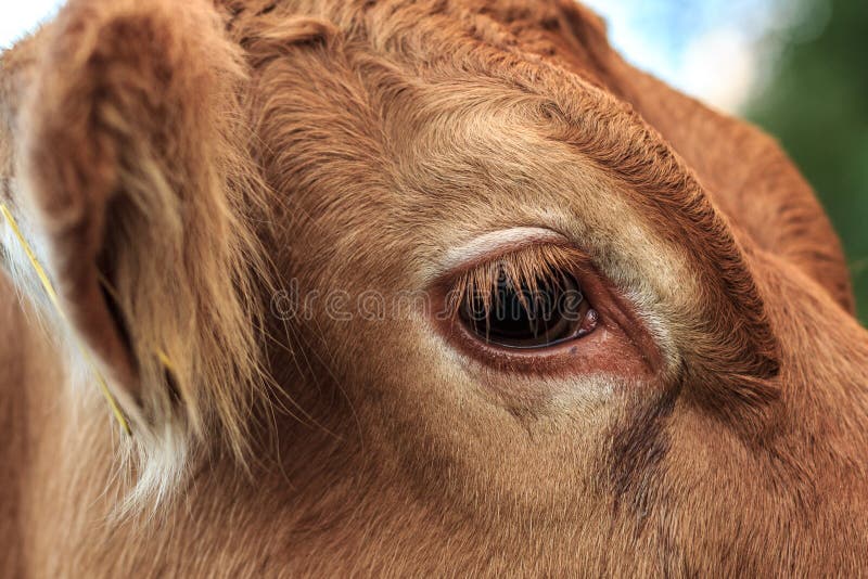 190 Dairy Cow Norway Stock Photos - Free & Royalty-Free Stock Photos ...