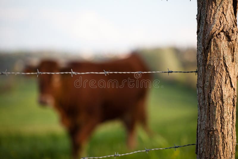 Cow pasturing stock photo. Image of pasture, grass, head - 15008342