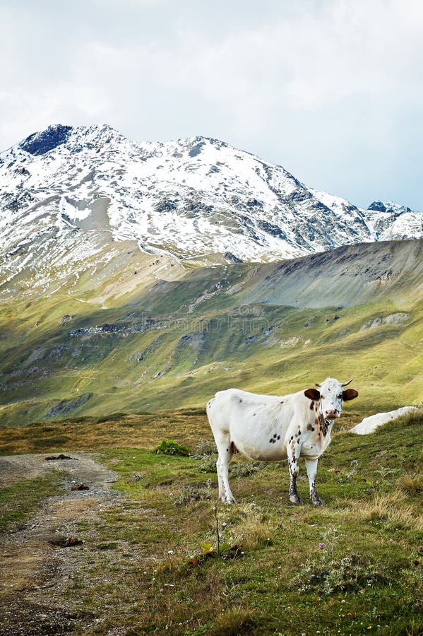 Cow Pasturing in the Mountains Stock Image - Image of alpine, meadow ...