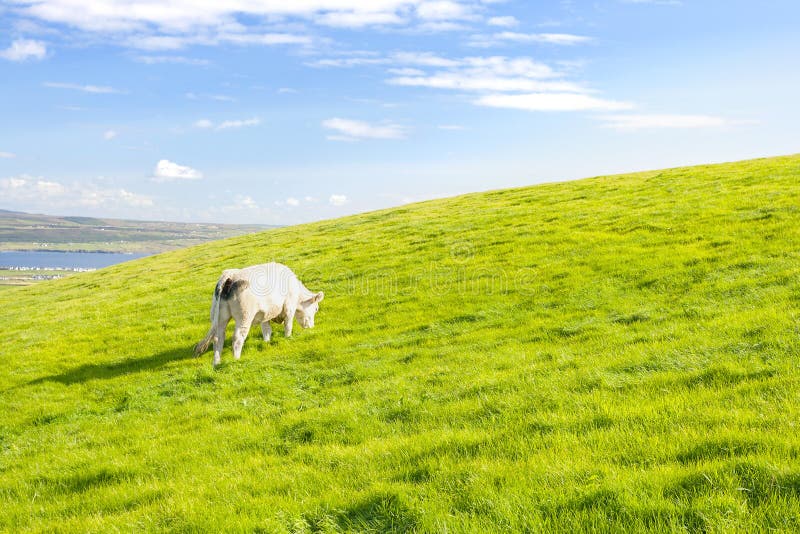 Cow pasturing stock image. Image of graze, land, field - 47220837
