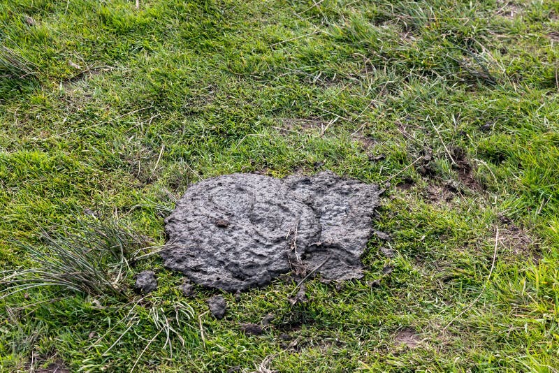 A Cow Pat in the English Countryside Stock Photo - Image of rural ...