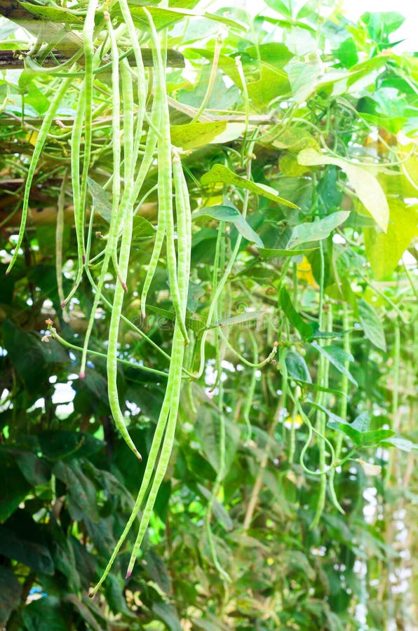 Cow-pea Plants in the Garden on a Sunny Day Stock Image - Image of ...