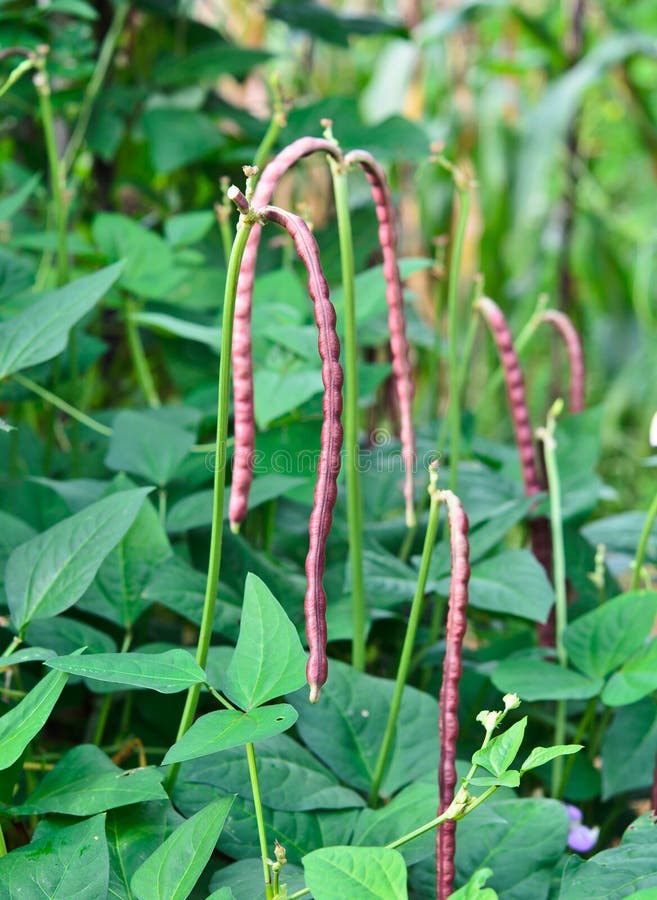 Cow-pea stock photo. Image of sprout, seed, nature, soil - 17926264
