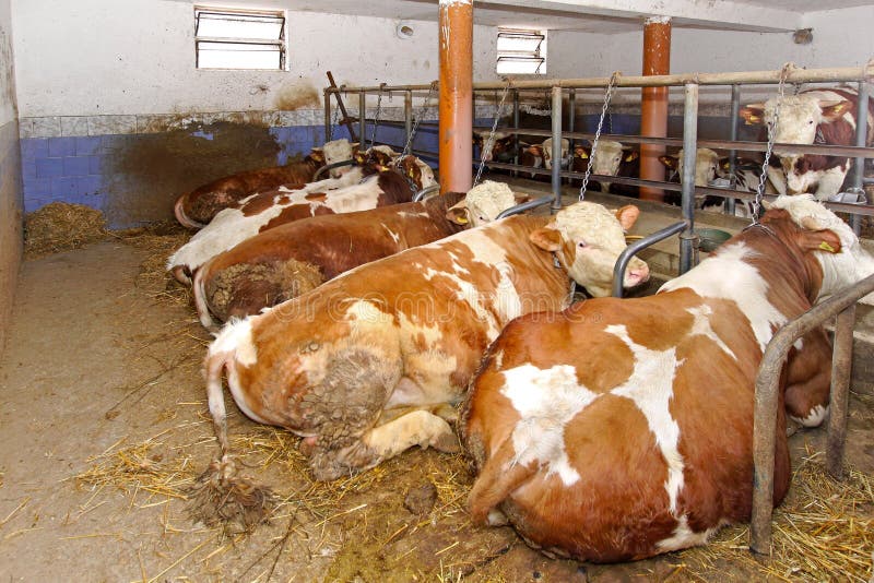 Cow pen stock image. Image of cattle, cows, farming, agriculture - 21869619