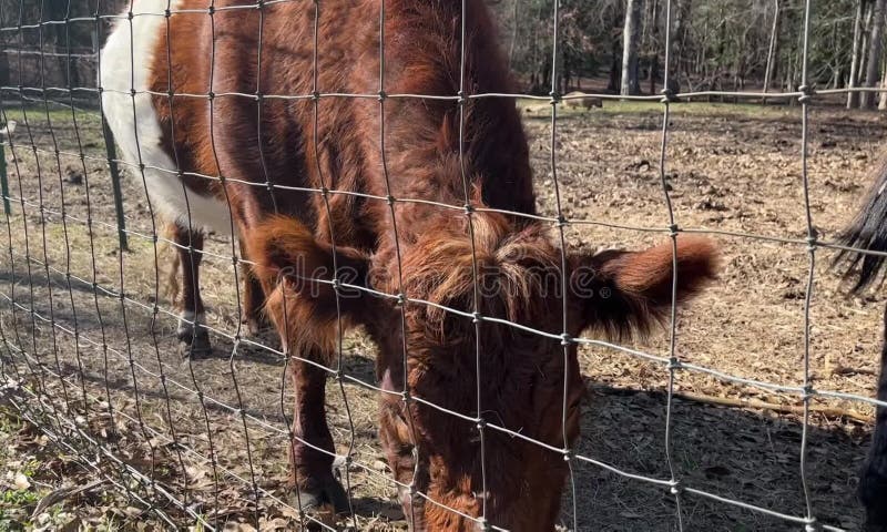 Cow in a pen stock footage. Video of country, pasture - 269340388