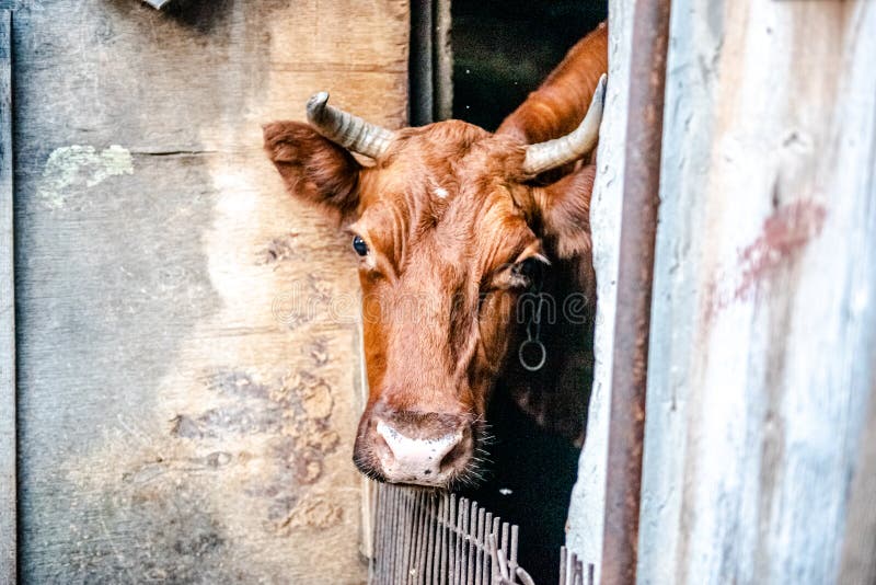 A Cow in a Pen at a Home Dairy Farm Stock Photo - Image of wood, goat ...