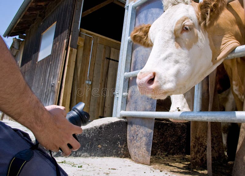 Cow Photographer stock image. Image of barn, brown, farm - 28527873
