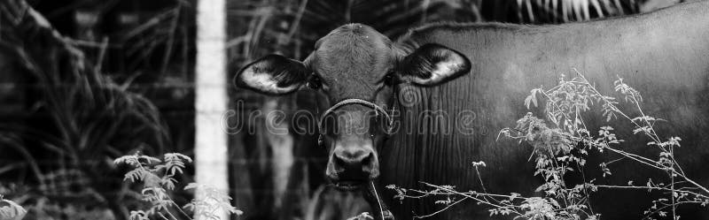 The Cow stock photo. Image of bovine, nature, animals - 96587844