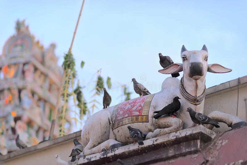 Cow with pigeons stock image. Image of indian, building - 51736733