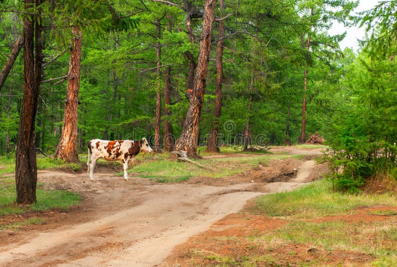Cow in pine forest stock photo. Image of industry, real - 37967830