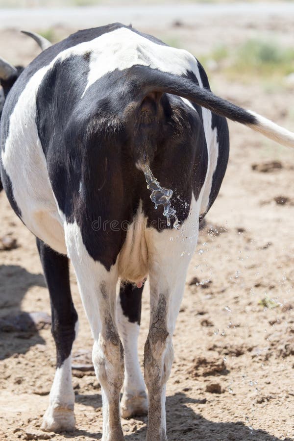 Cow Urine Stock Photos - Free & Royalty-Free Stock Photos from Dreamstime