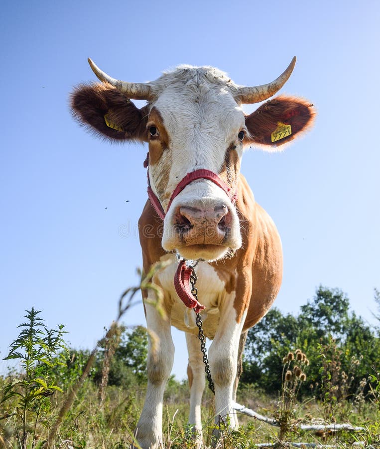 A cow on the plain. editorial photography. Image of export - 290157677