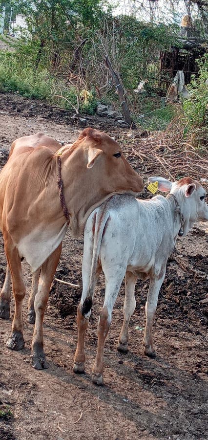 Cow playing with baby cow stock photo. Image of carnivore - 215792474