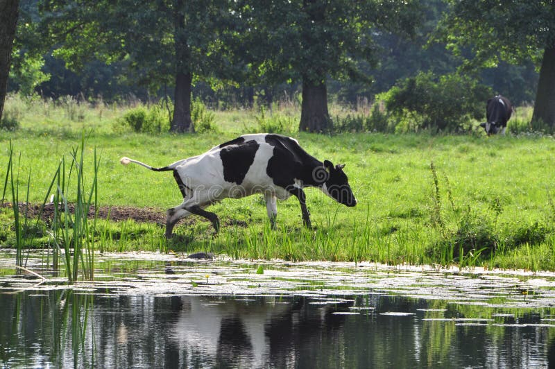 Cow Getting Out Stock Photos - Free & Royalty-Free Stock Photos from ...