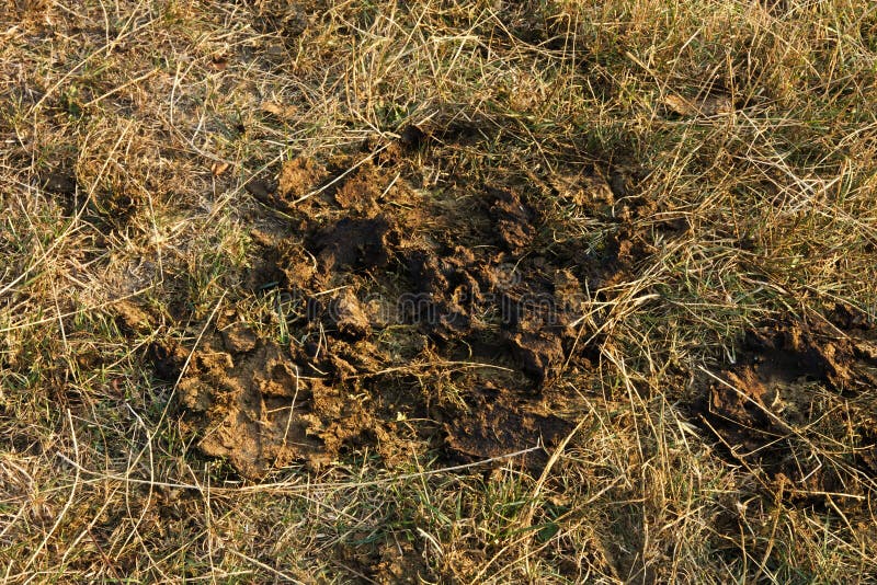Cow Feces Close Photos - Free & Royalty-Free Stock Photos from Dreamstime