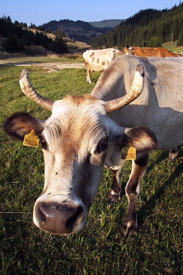 Cow Portrait stock image. Image of beef, meadow, land - 11505767