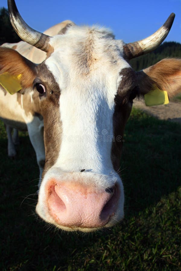 Cow Portrait stock photo. Image of blue, farming, head - 11505806