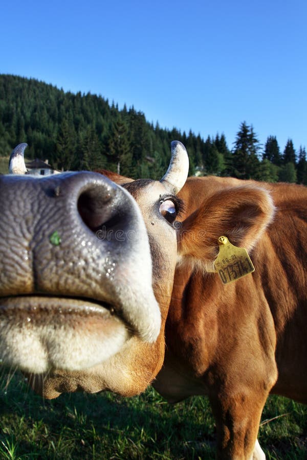 Cow Portrait stock image. Image of beef, meadow, land - 11505767