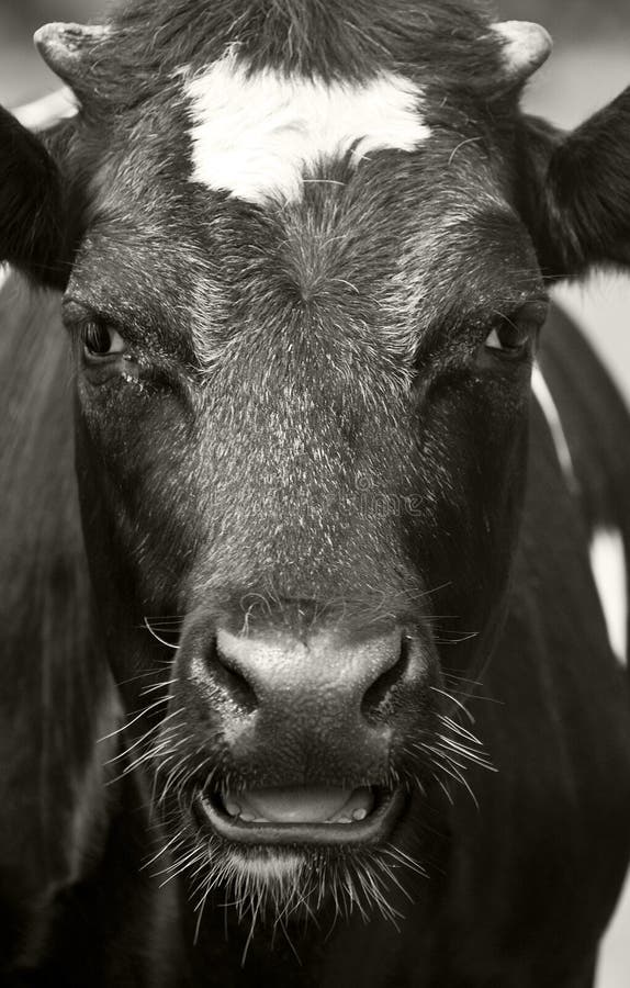 Cow portrait stock photo. Image of sepia, chew, eyes - 11641436