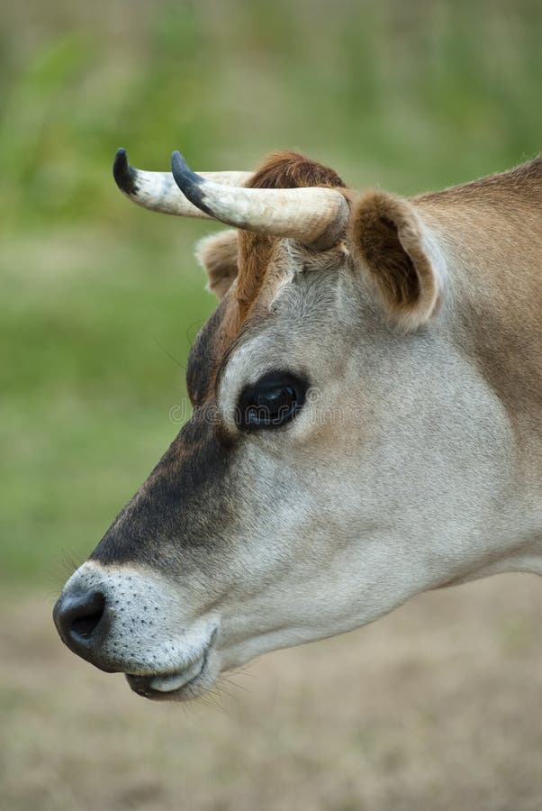 Profile Cow Head Stock Photos - Download 542 Royalty Free Photos