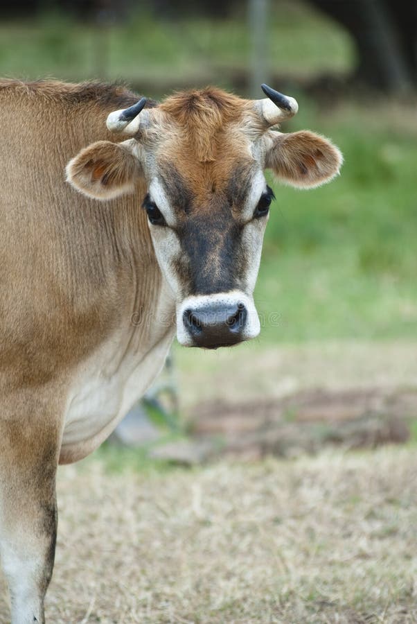 Cow portrait stock image. Image of breed, grazing, bull - 12847953