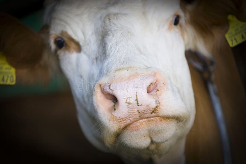 Cow portrait stock image. Image of farm, nature, agriculture - 15864003