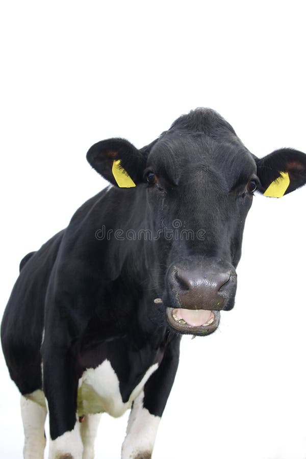 Cow portrait stock photo. Image of farmland, agricultural - 15902066