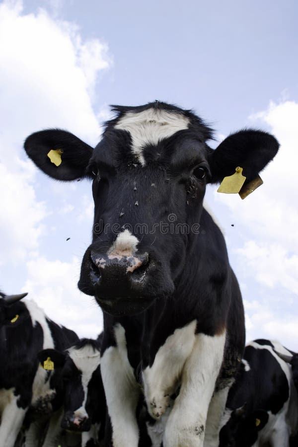 Cow portrait stock photo. Image of countryside, farming - 1695096