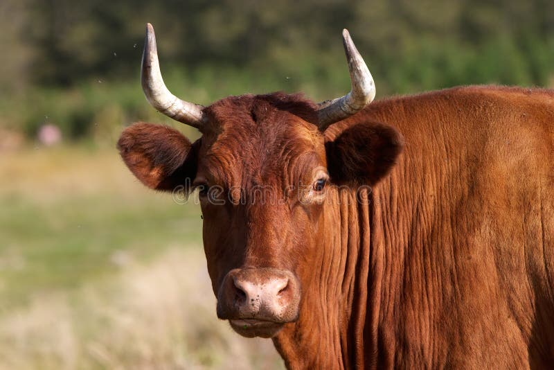 Cow portrait stock image. Image of animal, neat, oxen - 1816597