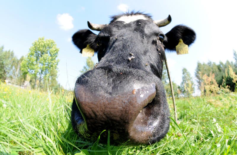 Angry black cow stock photo. Image of germany, angry - 43955568