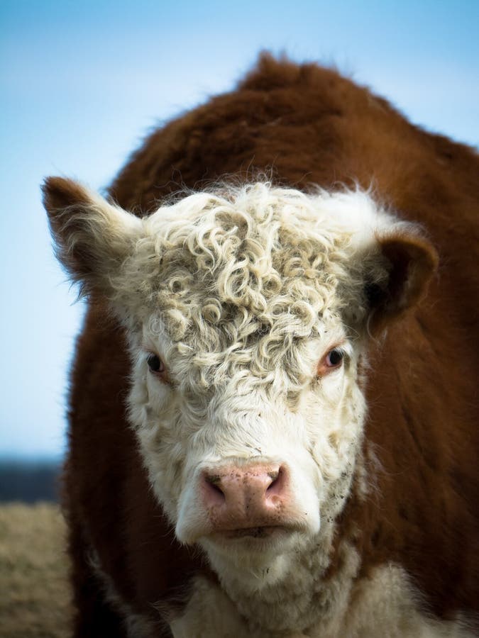 Cow Portrait stock photo. Image of agriculture, rural - 24243620
