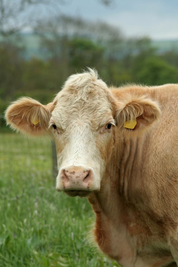 Cow portrait stock photo. Image of healthy, farm, countryside - 2444840