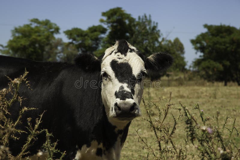 Cow portrait stock image. Image of cattle, black, herd - 29250397