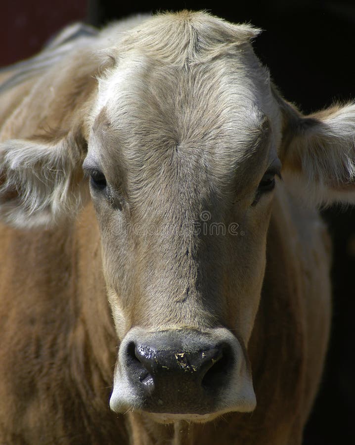 Cow Portrait stock image. Image of barn, barnyard, heffer - 32319