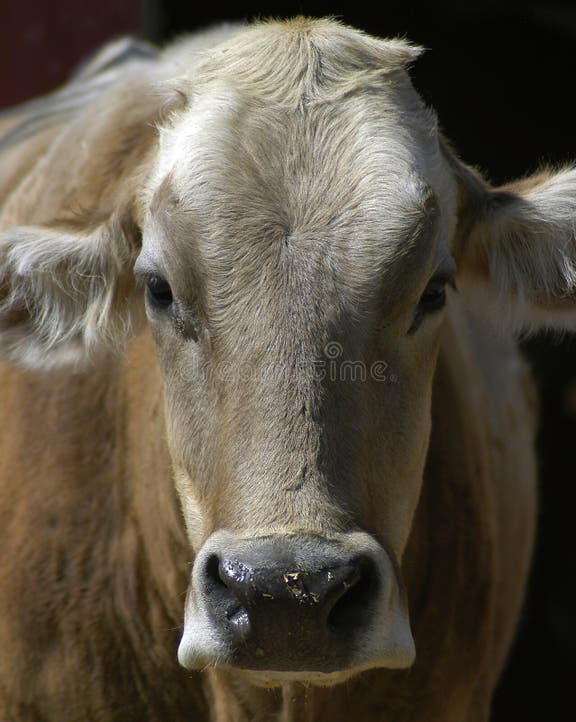 Cow Portrait stock image. Image of barn, barnyard, heffer - 32319