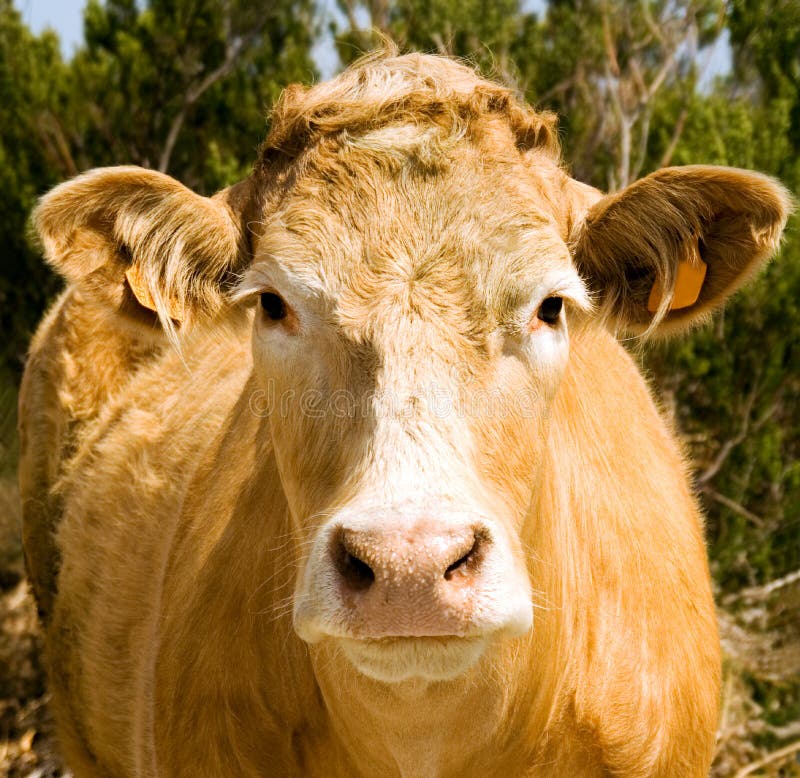 1+ Cow facing front Free Stock Photos - StockFreeImages