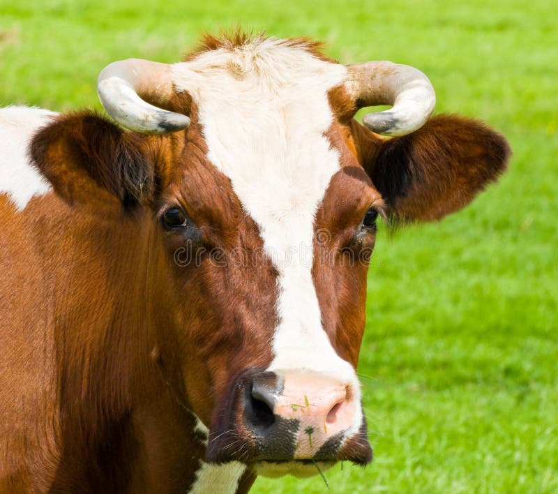 Cow Portrait Picture. Image: 2444840