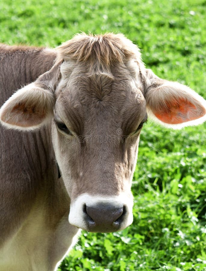 Cow portrait stock image. Image of heifer, calf, livestock - 61299581