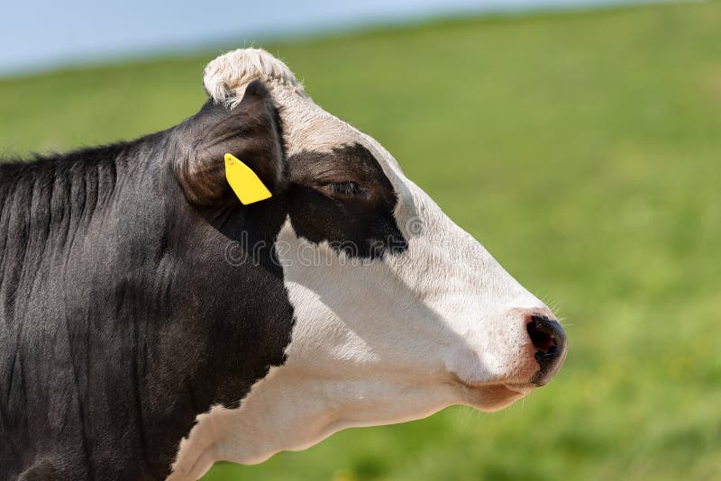 Head of a Black and White Cow - Side View Stock Photo - Image of ...