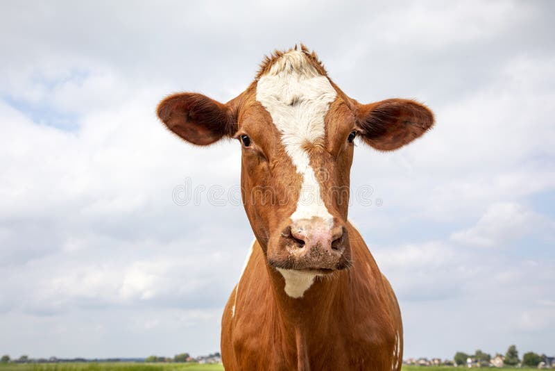 Cute Silly Cow With Droopy Eyes, Blades Of Grass In Her Mouth, Close Up ...