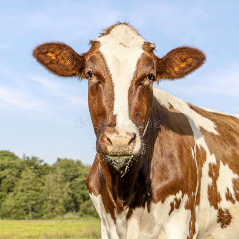 Cute Cow Portrait, a Cute Young Red One with White Blaze Friendly ...