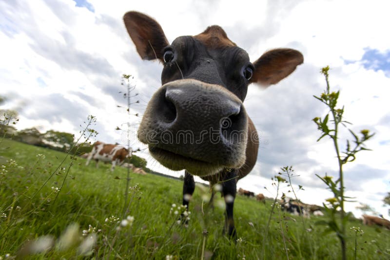 Cow stock photo. Image of animal, milk, farming, farmland - 233788050