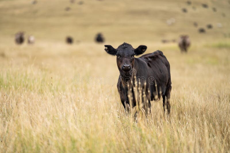 Cow Portrait in a Field on a Farm in Summer Stock Image - Image of ...