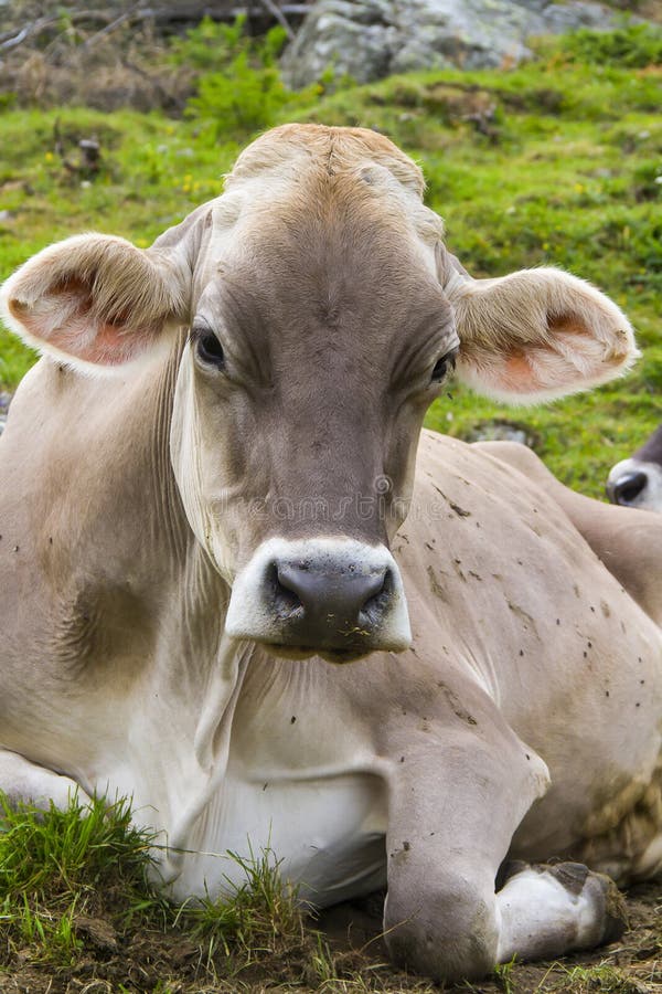 Cow portrait stock image. Image of farm, grass, milk - 48929965