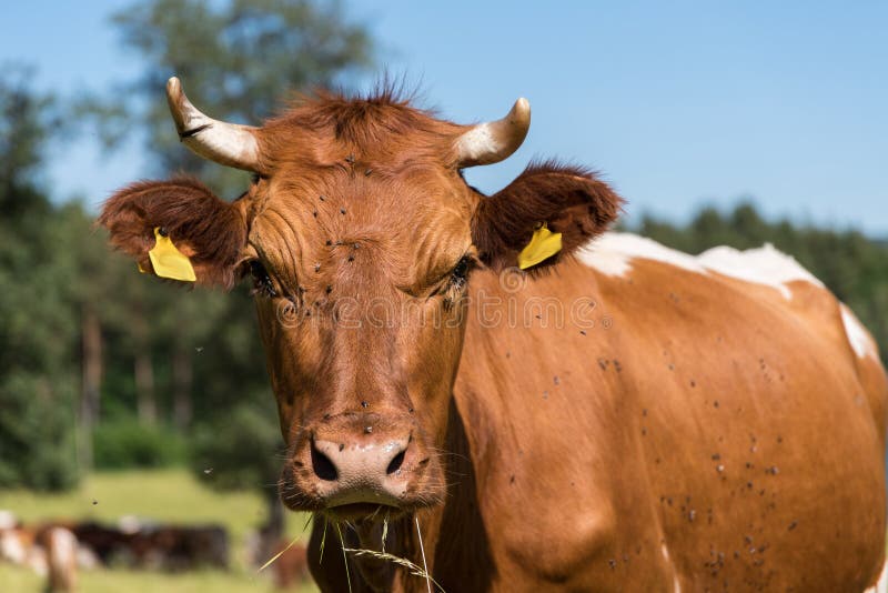 Cow Portrait with Spotted Cattle Stock Image - Image of animals, meadow ...